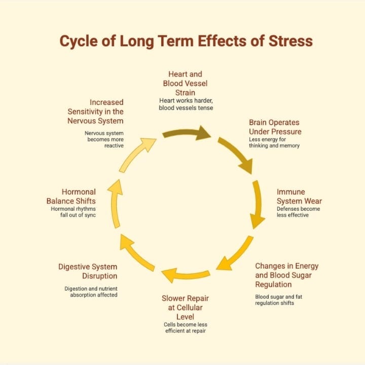 Long Term Effects Of Stress On The Body And Why It Matters